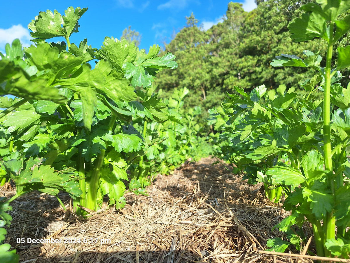 Celery Update – Live2Give Organics