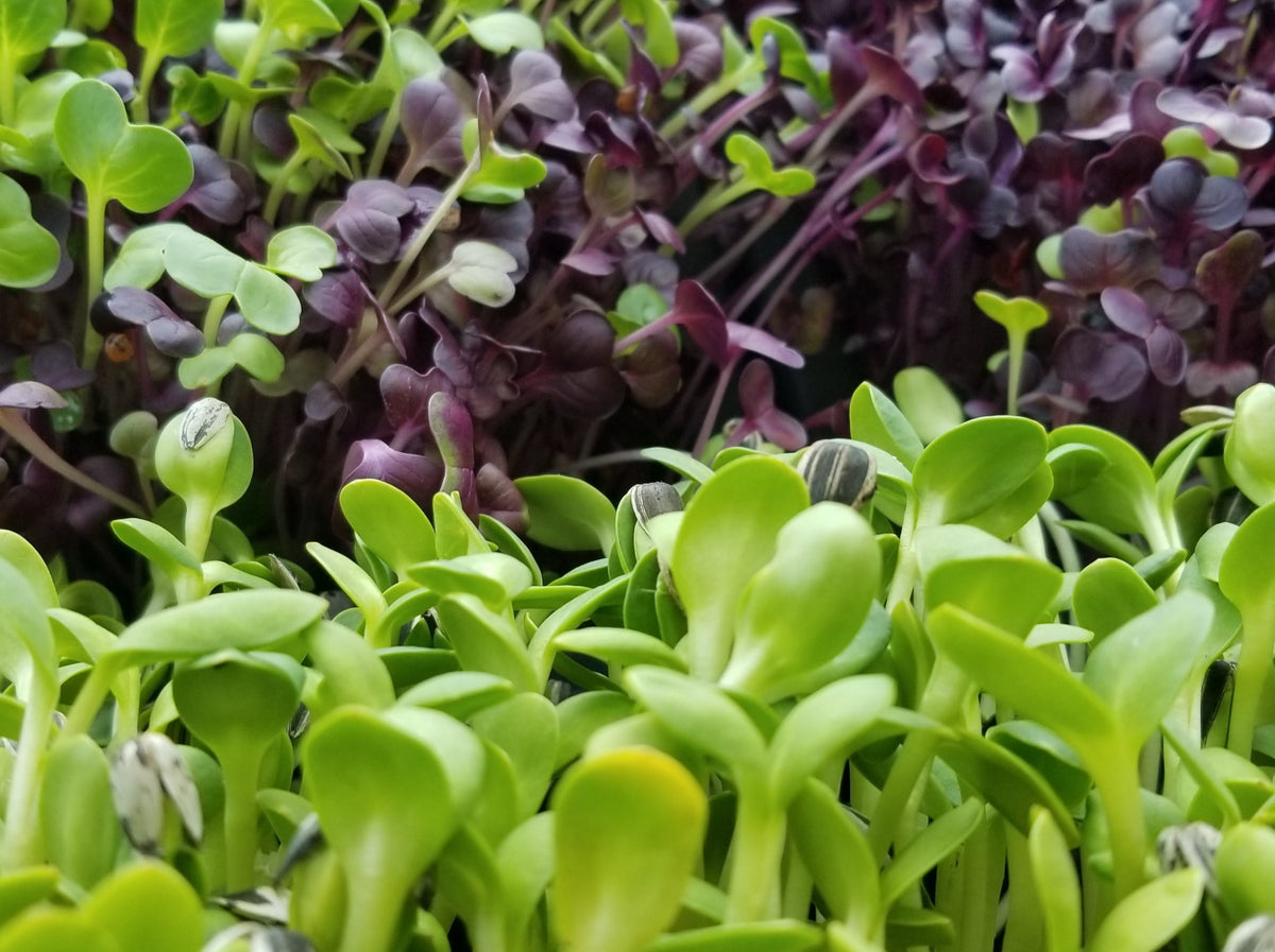 Local Organic Microgreens Rainbow Mix - 50g Punnet | live2give Organics